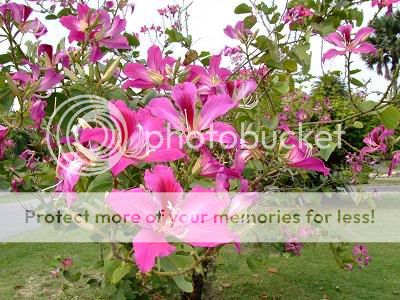 ชงโค : เสน่ห์แห่งใบและดอกจากพงไพร