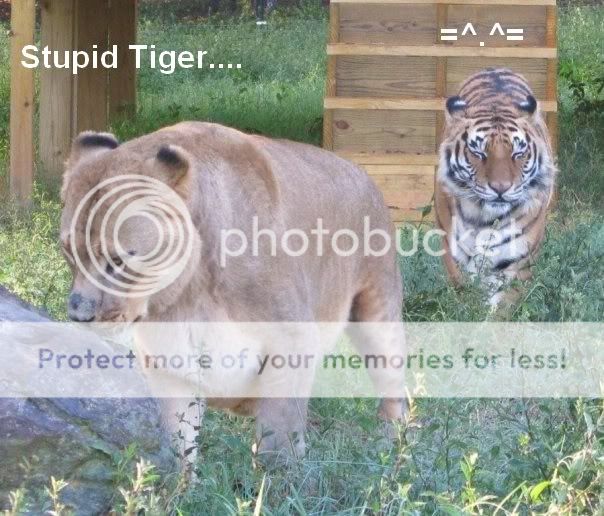 FARK.com: (4844296) Tiger linked to AIDS virus