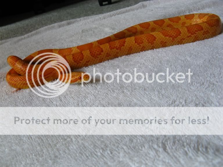 Slangenforum - Toon onderwerp - Mijn Korenslangen