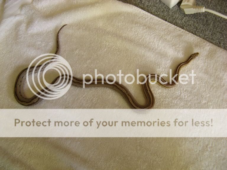 Slangenforum - Toon onderwerp - Mijn Korenslangen